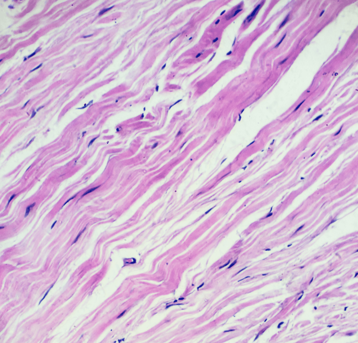 The Complete Guide To Collagen And Tissue Repair – Vive