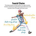 Understanding Fascial Lines in Human Anatomy | Vive