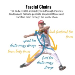 Understanding Fascial Lines in Human Anatomy – Vive
